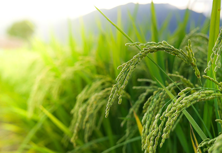 Rice maltodextrin & oligodextrin | merchant & supplier | naVitalo